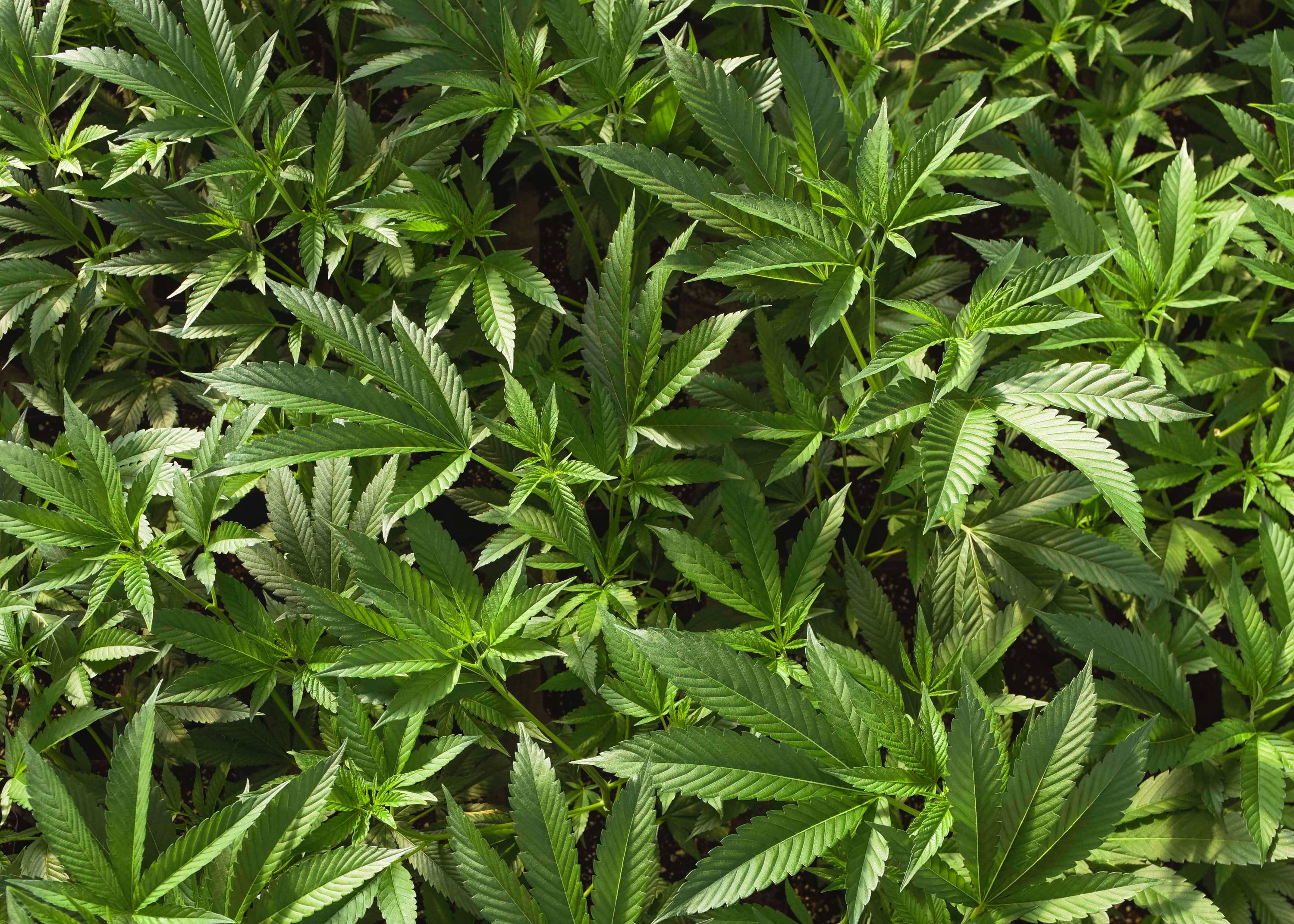 Celebrating Craft Cannabis with Lowell Farms' Origin Collection - LHC ...