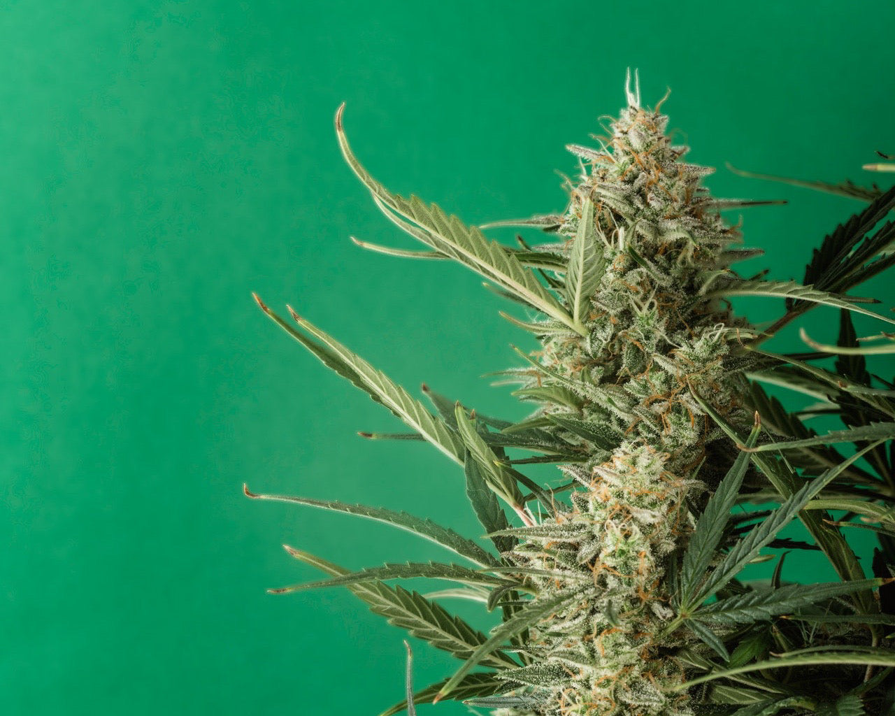 How to Manage Your Weed Tolerance - Parkdale Brass